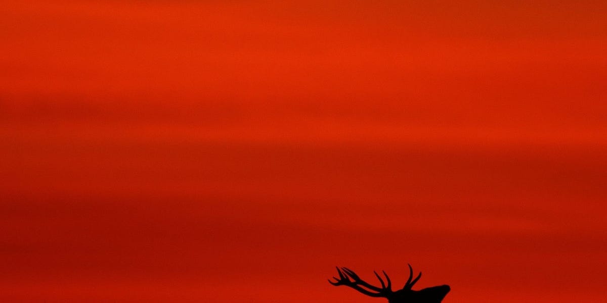 Sheffield's greatest nature spectacle - by The Tribune