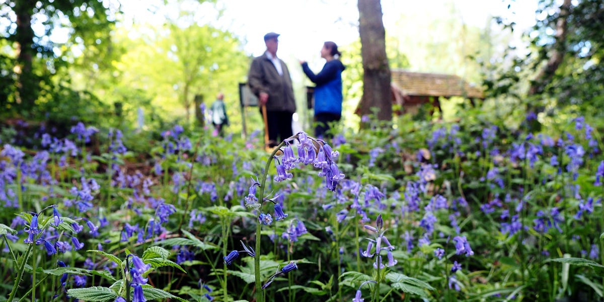 Spring's here! Sheffield's glorious symphony in blue
